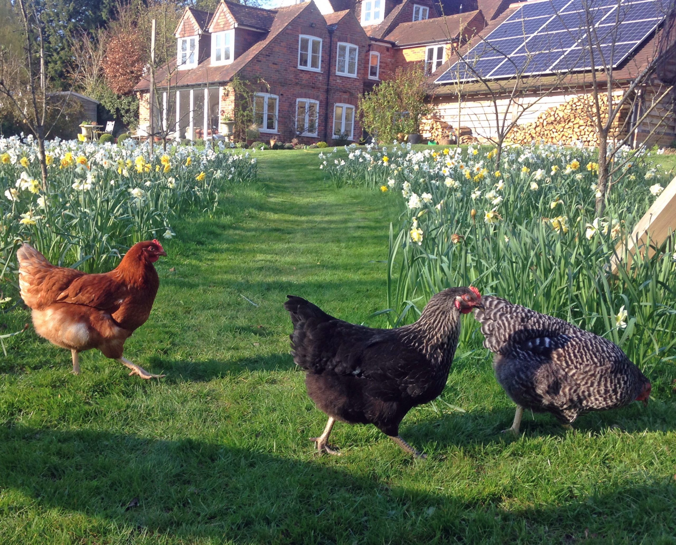 Raising Chickens Brought Positive Energy to Our Lives! - Backyard Poultry